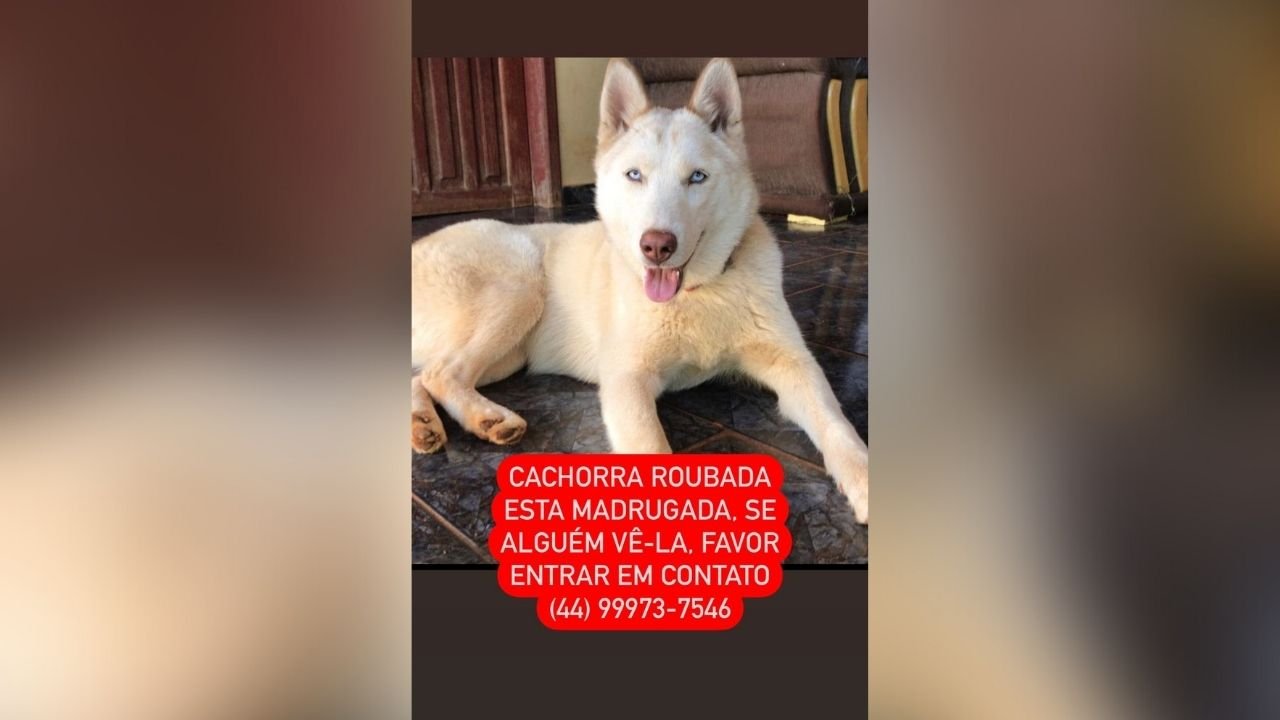 Cadela furtada no Centro